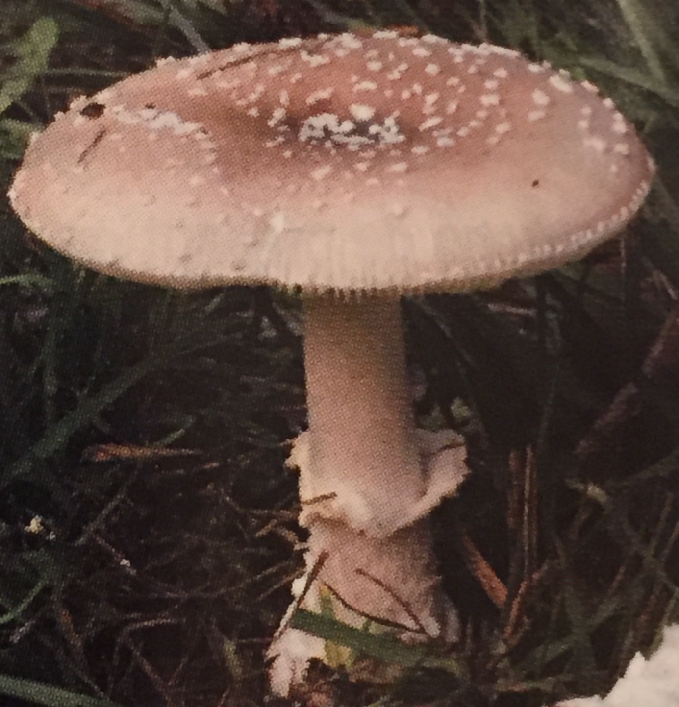 Amanite Panthère