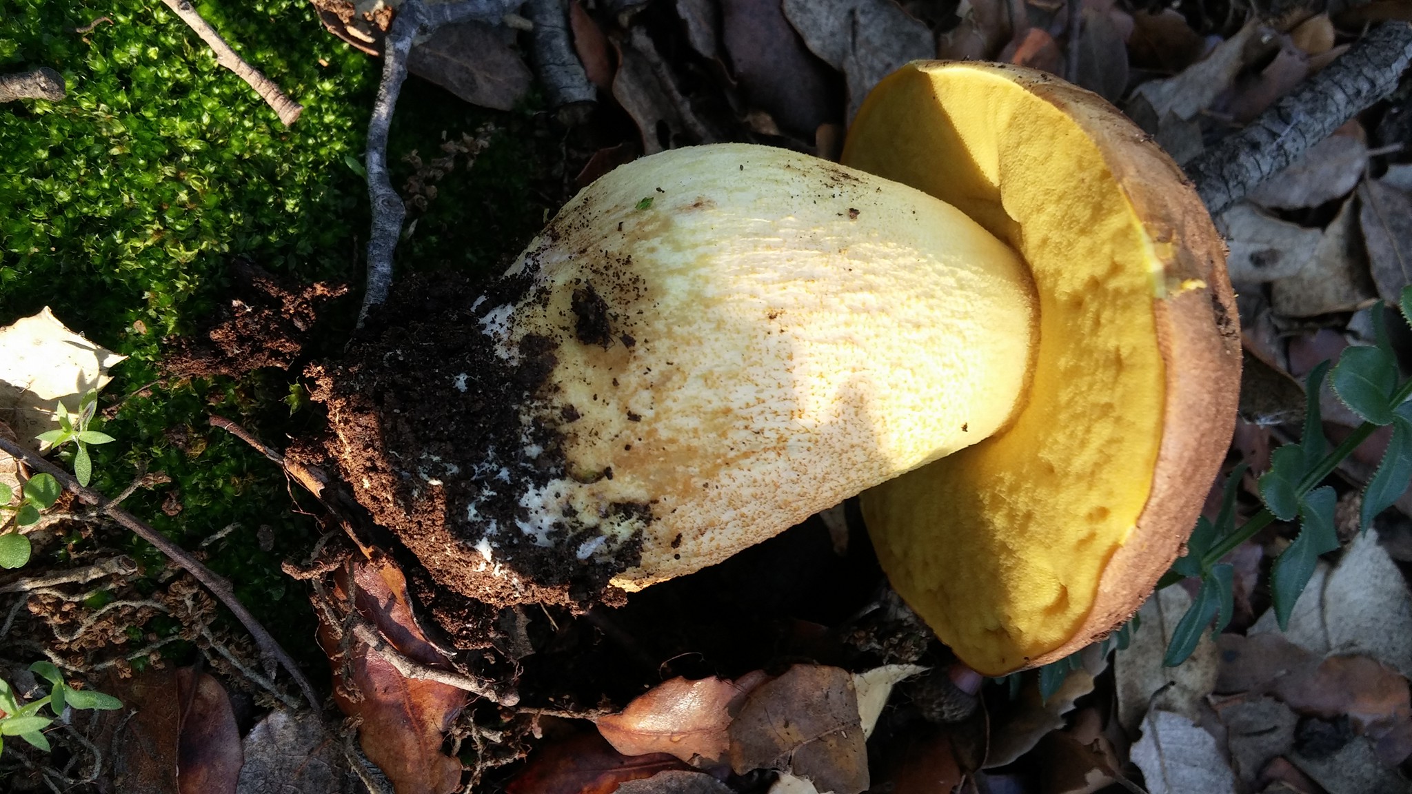 Cèpe de Bordeau