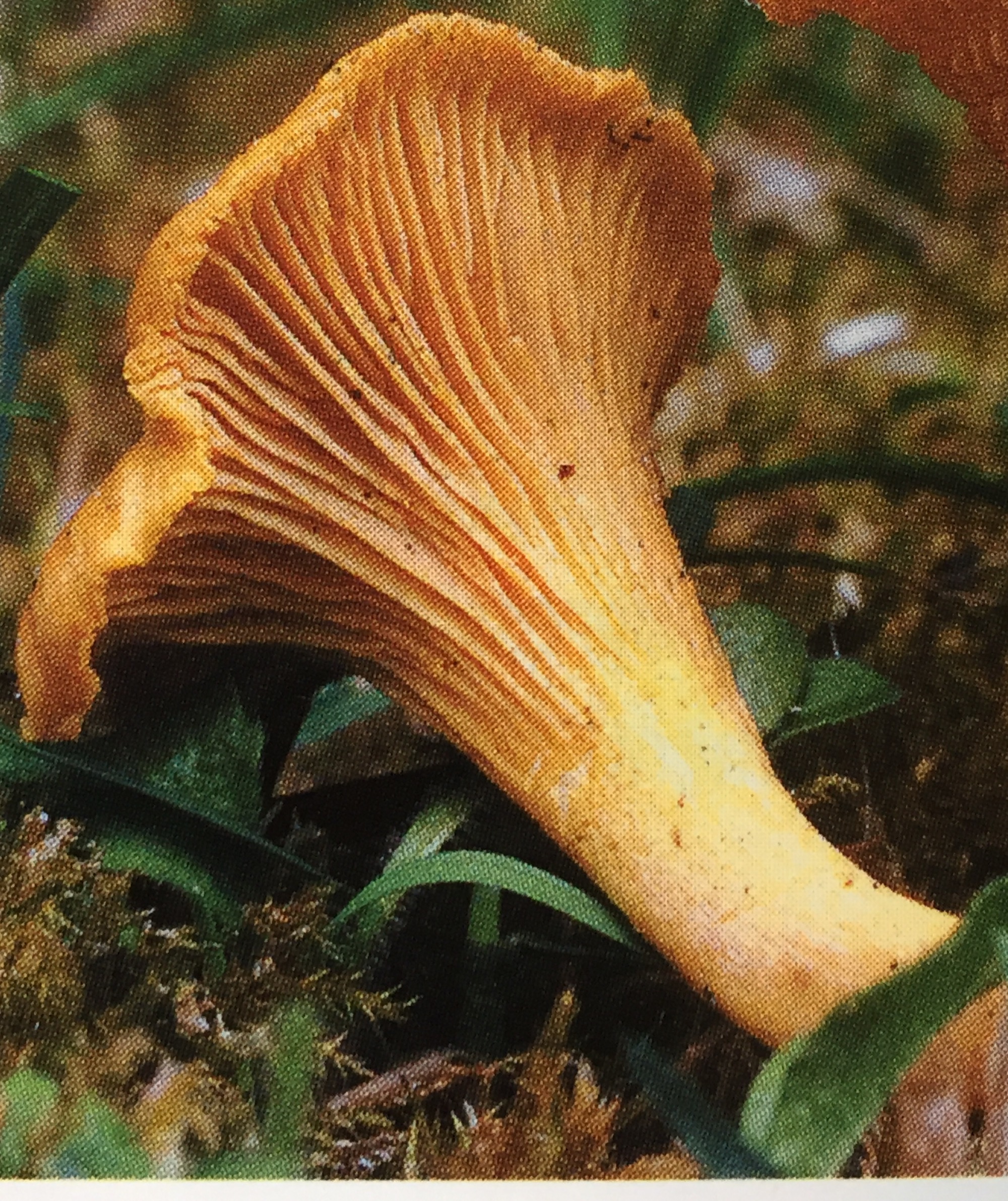 Champignon facile